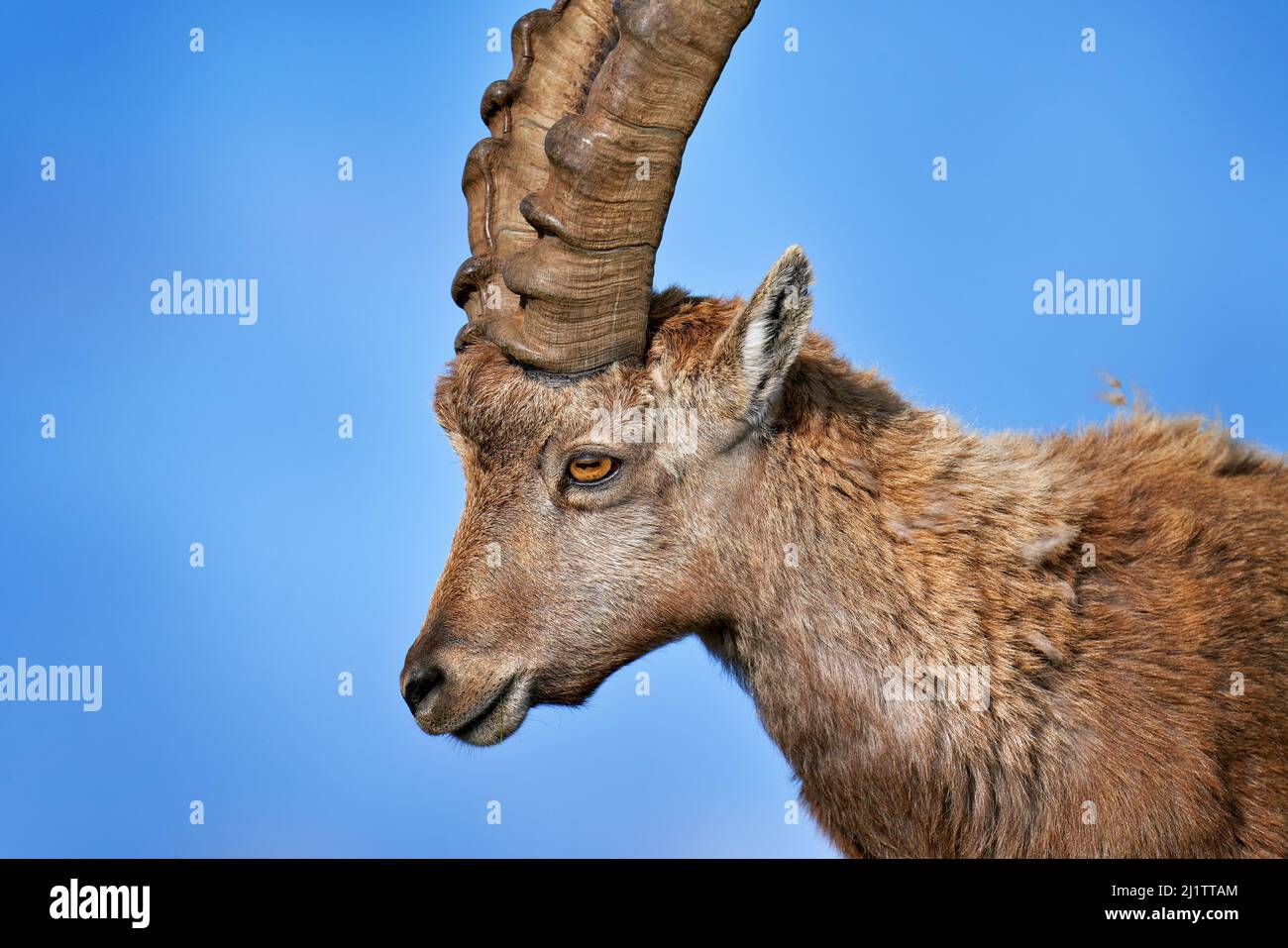 Ibex portrait. Switzerland wildlife. Ibex, Capra ibex, horned alpine ...