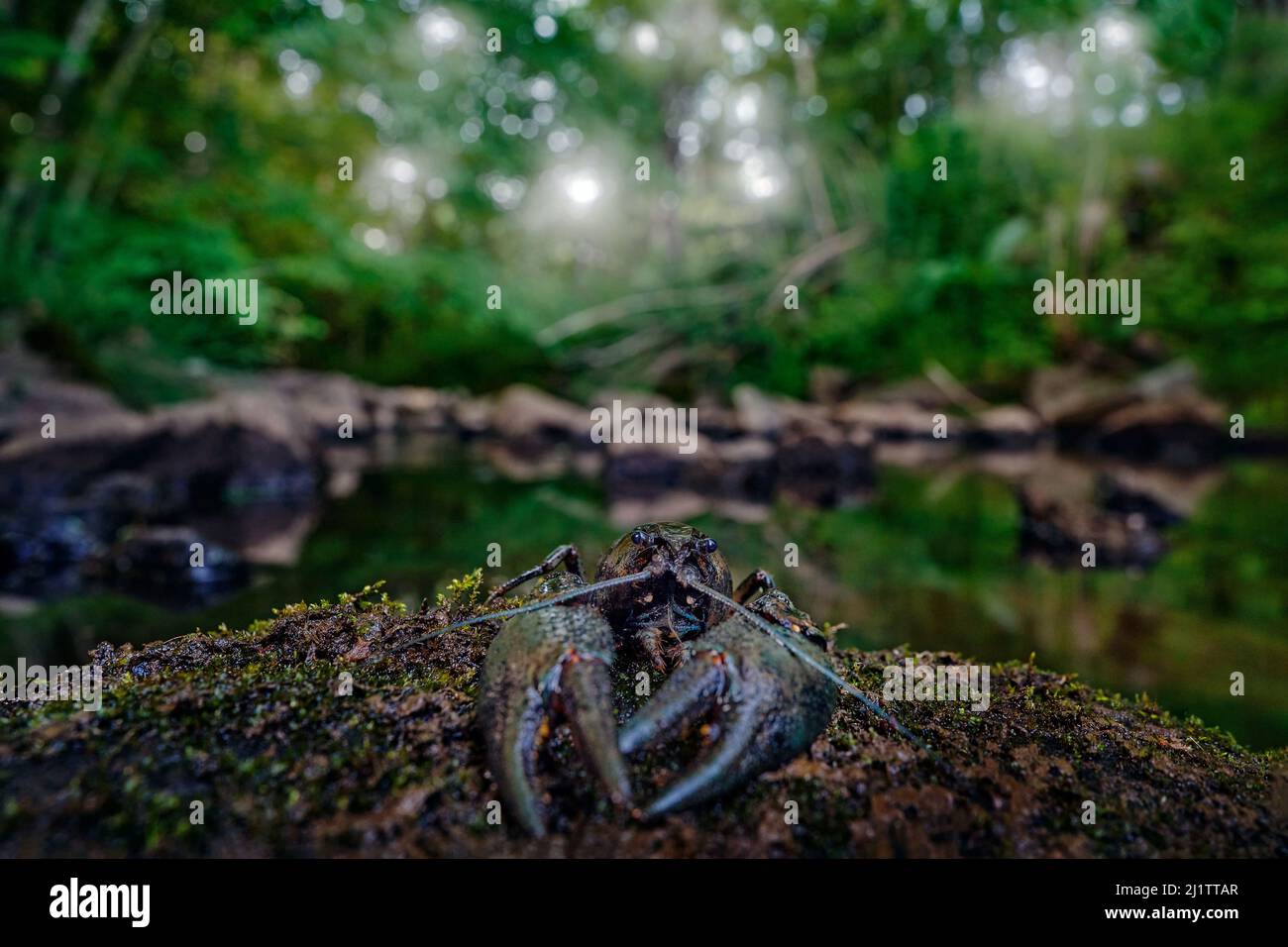 Crayfish on the stone in the river water, animal in the habitat ...