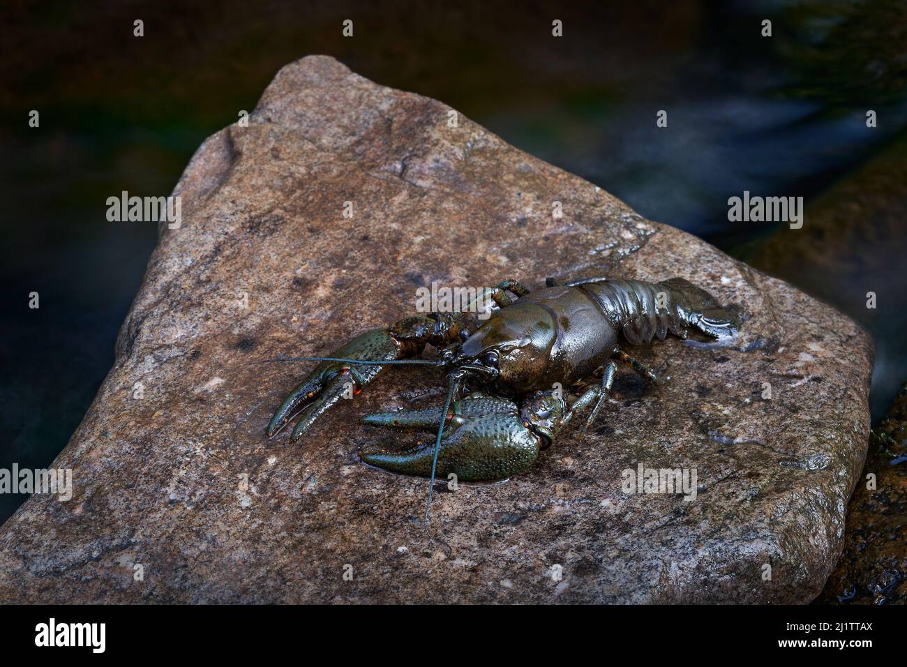 Crayfish on the stone in the river water, animal in the habitat ...