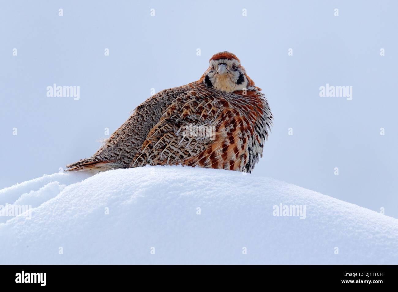 Tibetan Partridge, Perdix hodgsoniae, bird sitting in the snow and rock ...