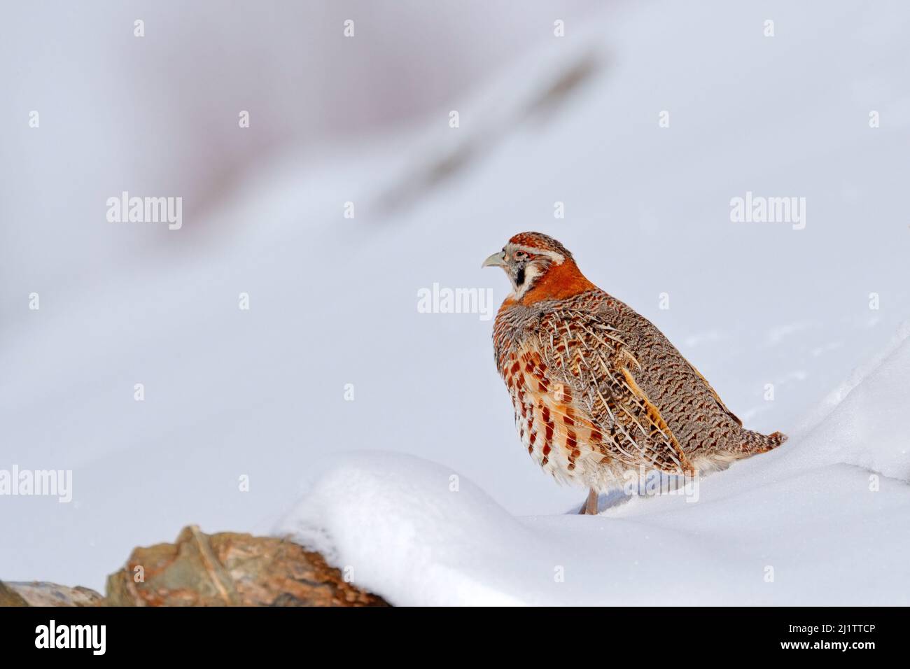 Tibetan Partridge, Perdix hodgsoniae, bird sitting in the snow and rock ...