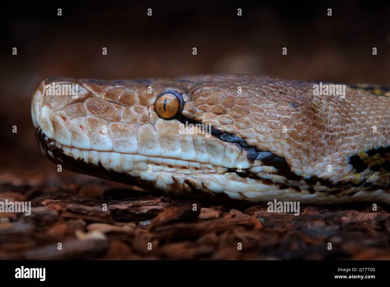Snake portrait, reticulated python, Malayopython reticulatus, in the ...