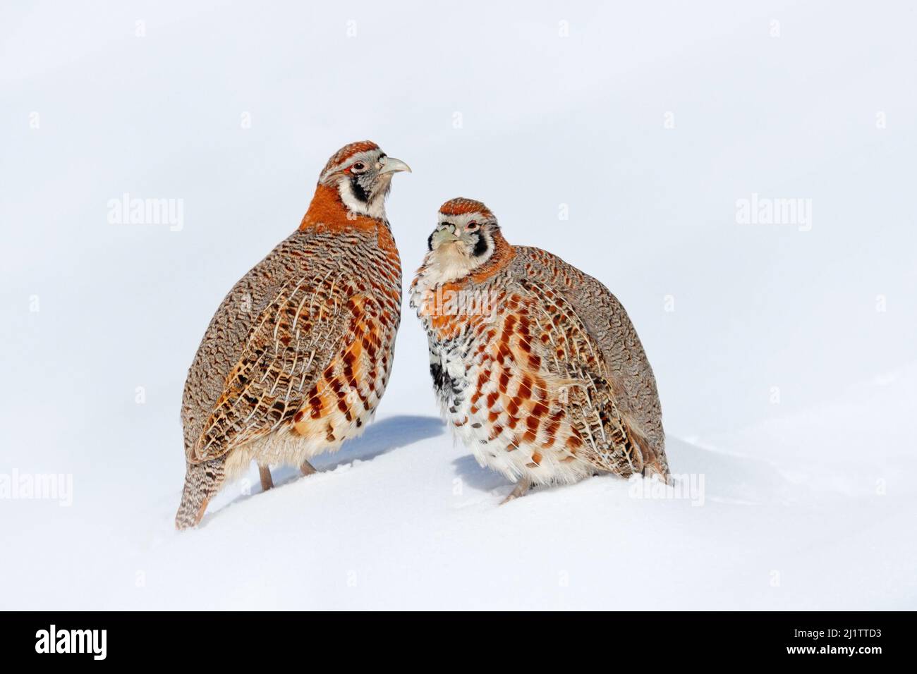 Tibetan Partridge, Perdix hodgsoniae, bird sitting in the snow and rock ...