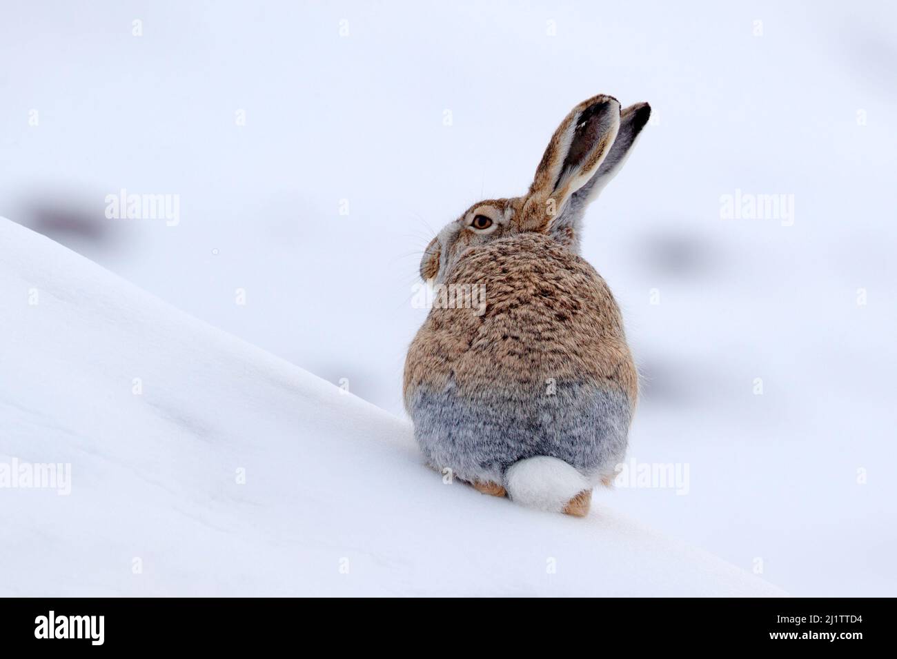 Woolly hare, Lepus oiostolus, in the nature habitat, winter condition ...