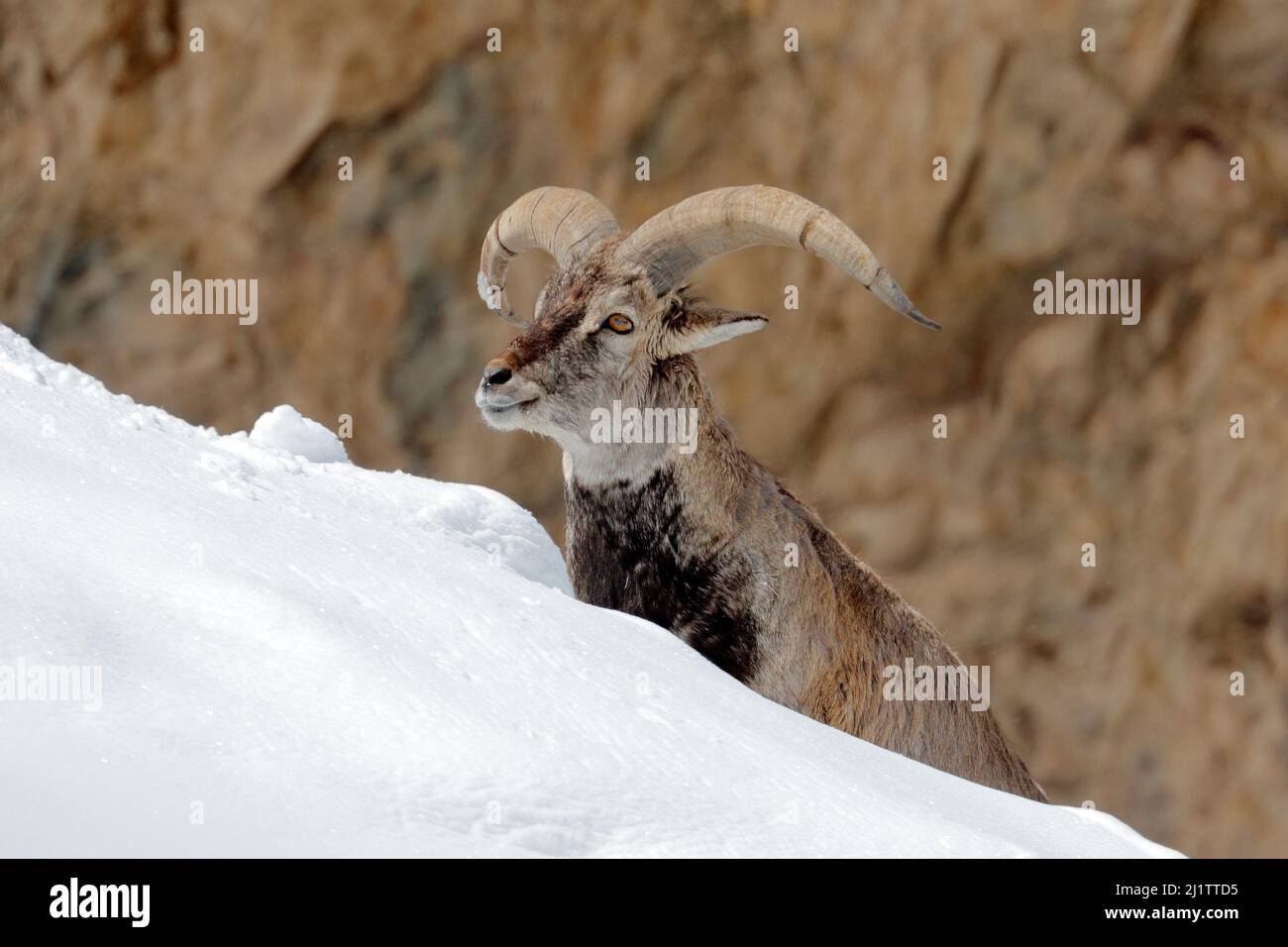 Bharal blue Sheep, Pseudois nayaur, in the rock with snow, Hemis NP ...