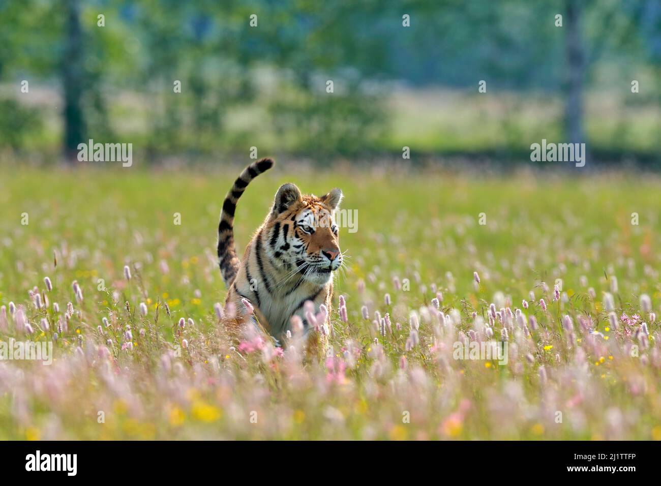 Summer wildlife. Tiger with pink and yellow flowers. Amur tiger running ...