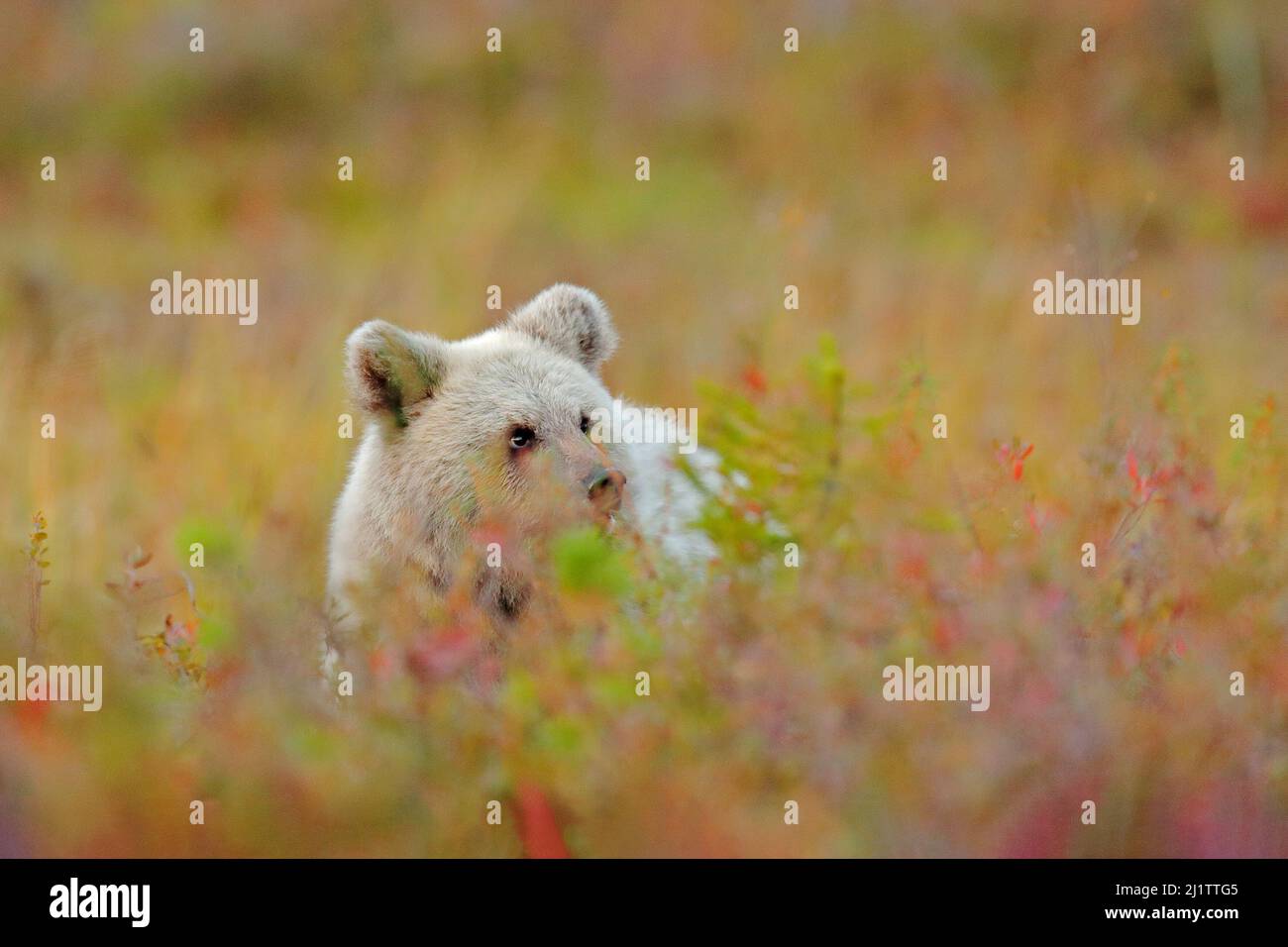 Cute young bear hidden in yellow forest. Autumn trees with bear ...