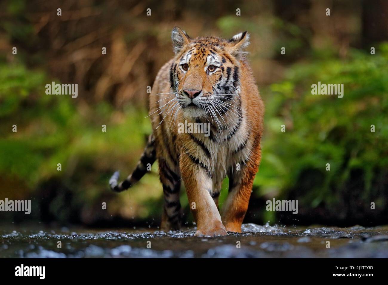 Amur tiger running in the water, Siberia. Dangerous animal, tajga ...
