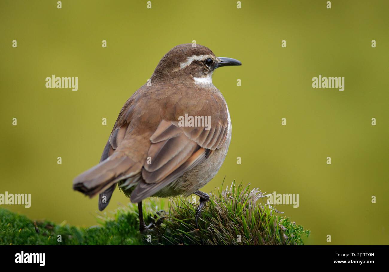 Cinclodes excelsior, Stout-billed cinclodes, near the nesting ground ...