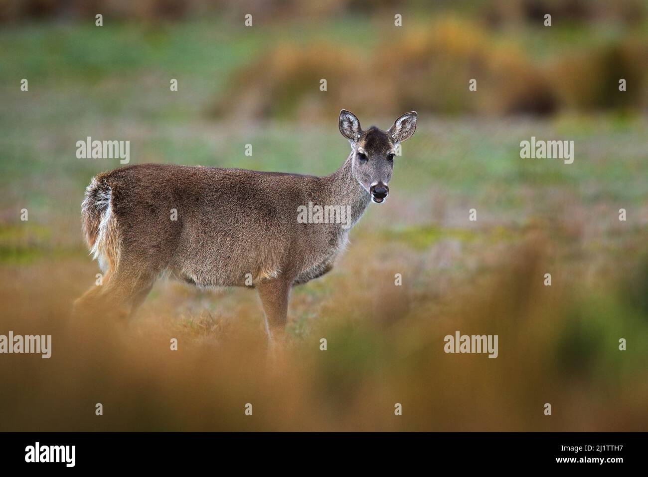 Deer from Antisana NP. White-tailed deer, Odocoileus virginianus ...