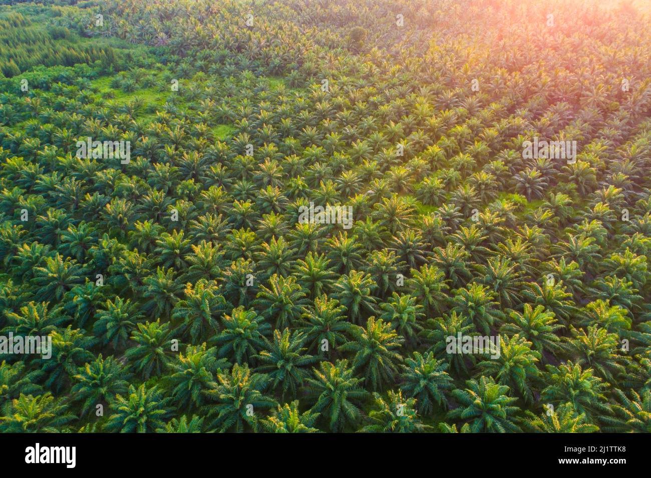Aerial view green tropical palm oil plantation field agricultural ...