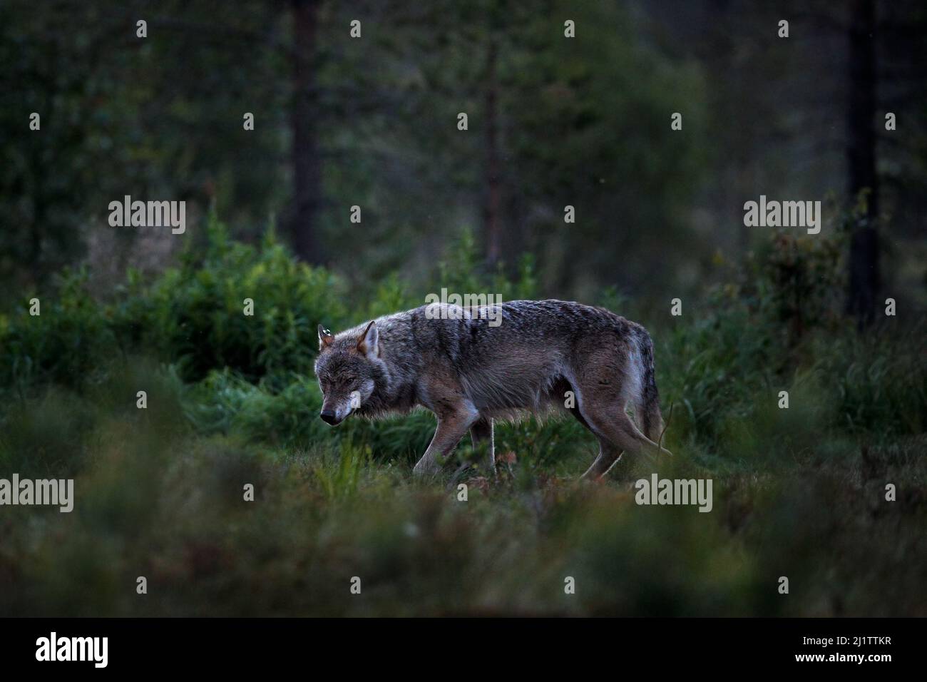 Wolf from Finland. Gray wolf, Canis lupus, in the spring light, in the ...