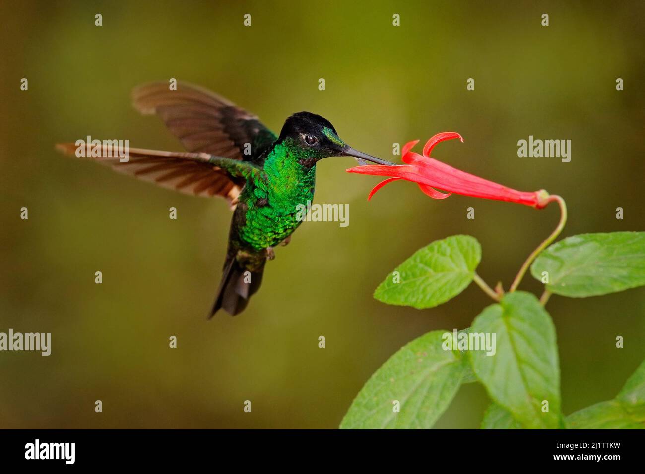Tropic wildlife. Buff-winged starfrontlet, Coeligena lutetiae ...