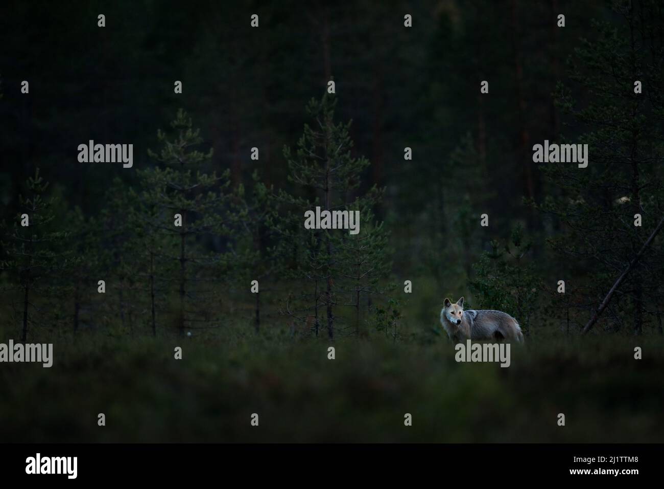 Wolf from Finland. Gray wolf, Canis lupus, in the spring light, in the ...