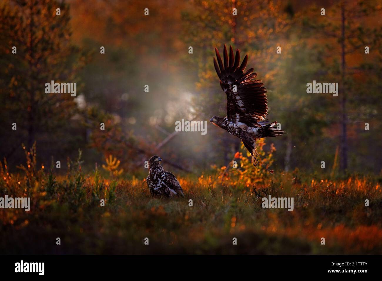 Sunset in nature, two eagle fight in taiga, Finland. Young birds of ...