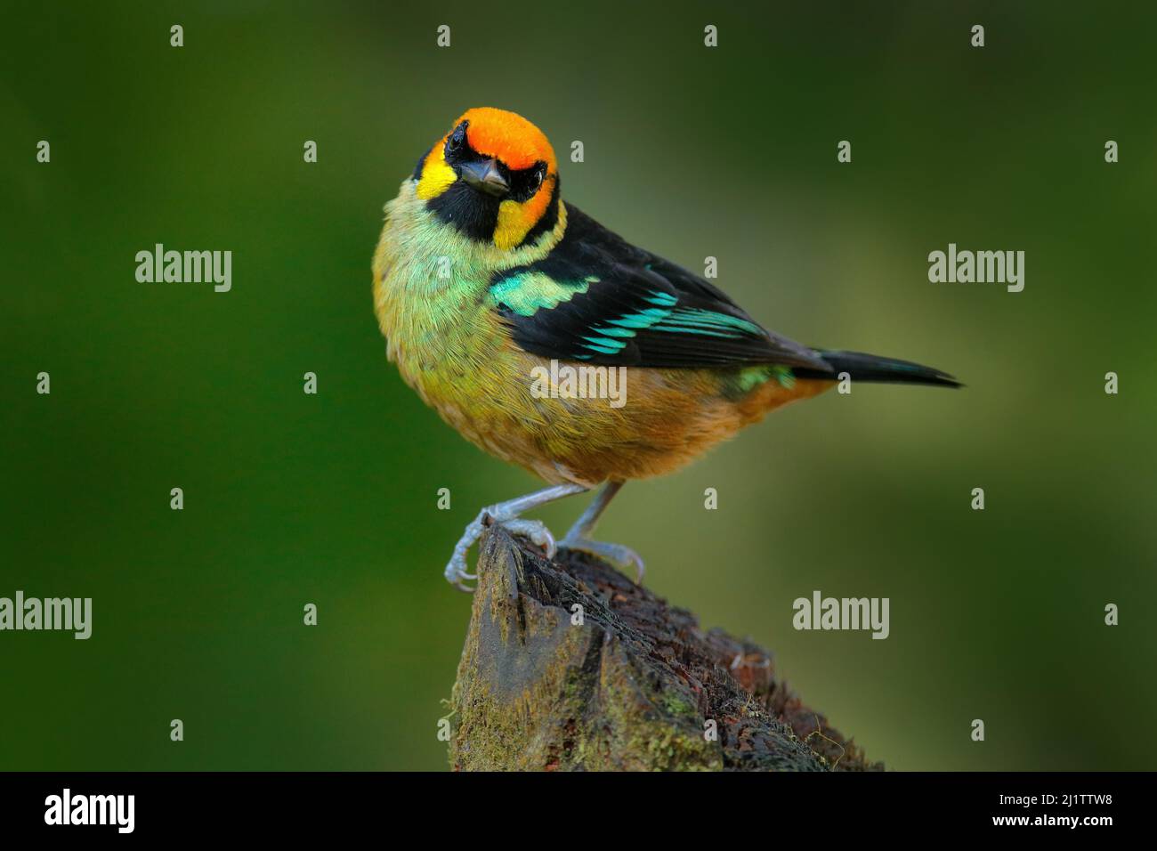 Ecuador wildlife. Flame-faced tanager, Tangara parzudakii, sitting on ...