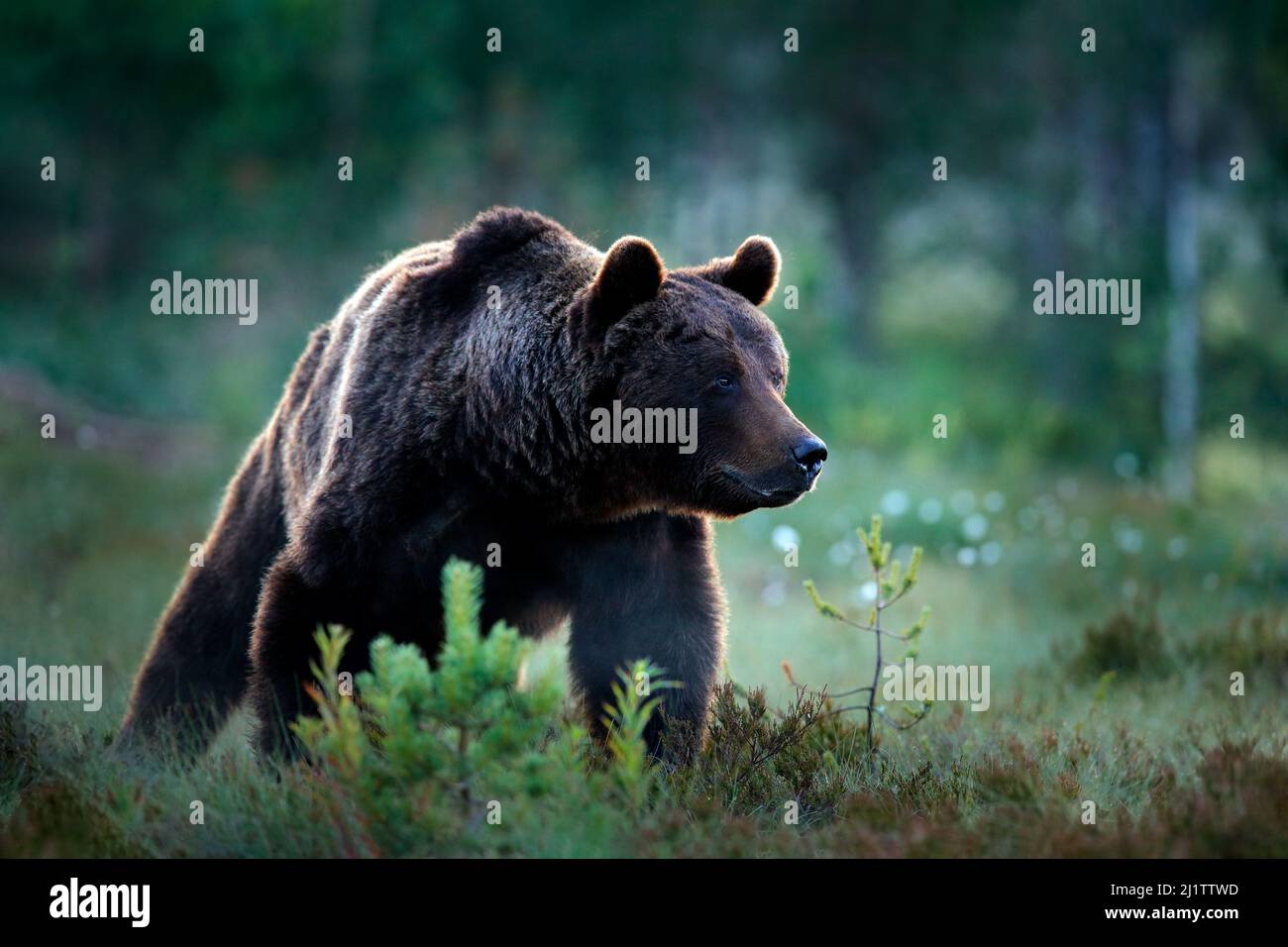 Bear hidden in yellow forest. Autumn trees with bear, face portrait ...