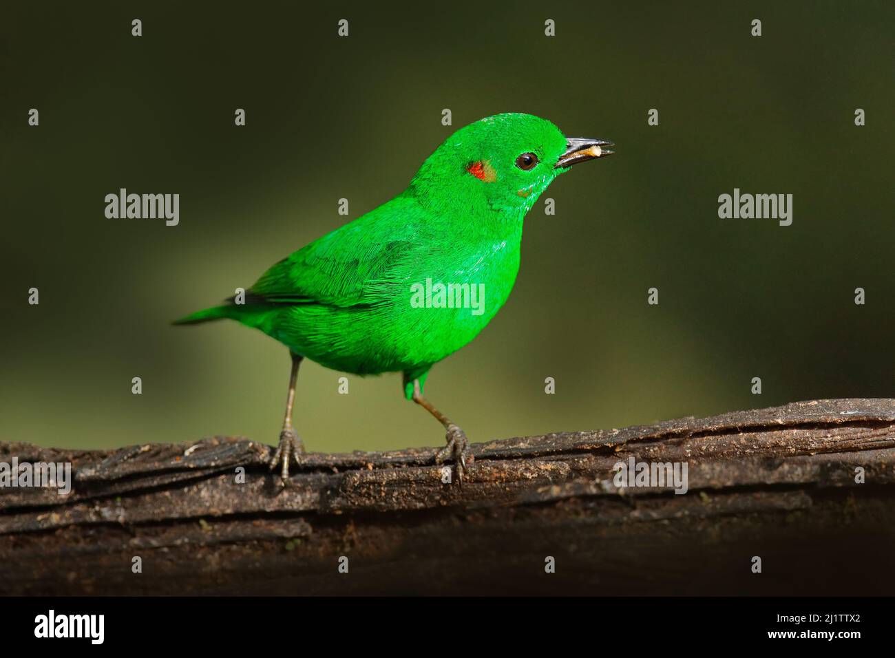 Glistening-green tanager, Chlorochrysa phoenicotis, green bird in the ...