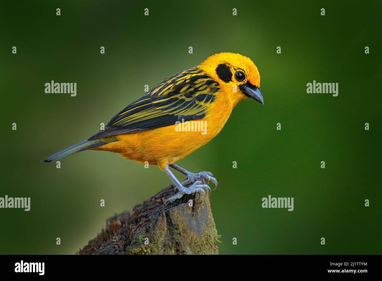 Golden tanager, Tangara arthus, yellow bird in the nature habitat ...