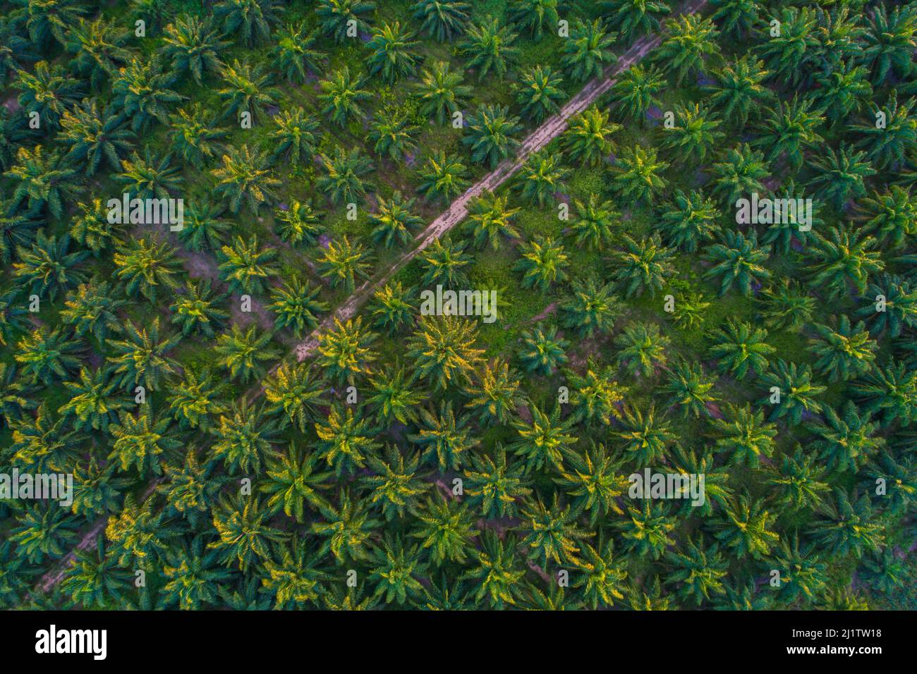 Aerial view Palm Oil Plantation Tree Background Agricultural Industry ...