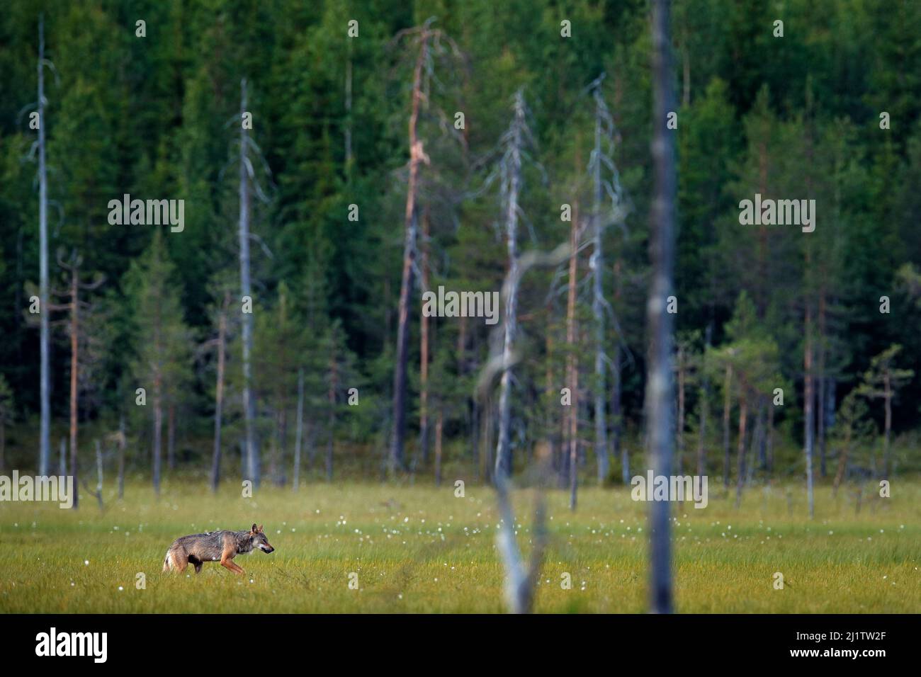 Wolf from Finland. Gray wolf, Canis lupus, in the spring light, in the ...