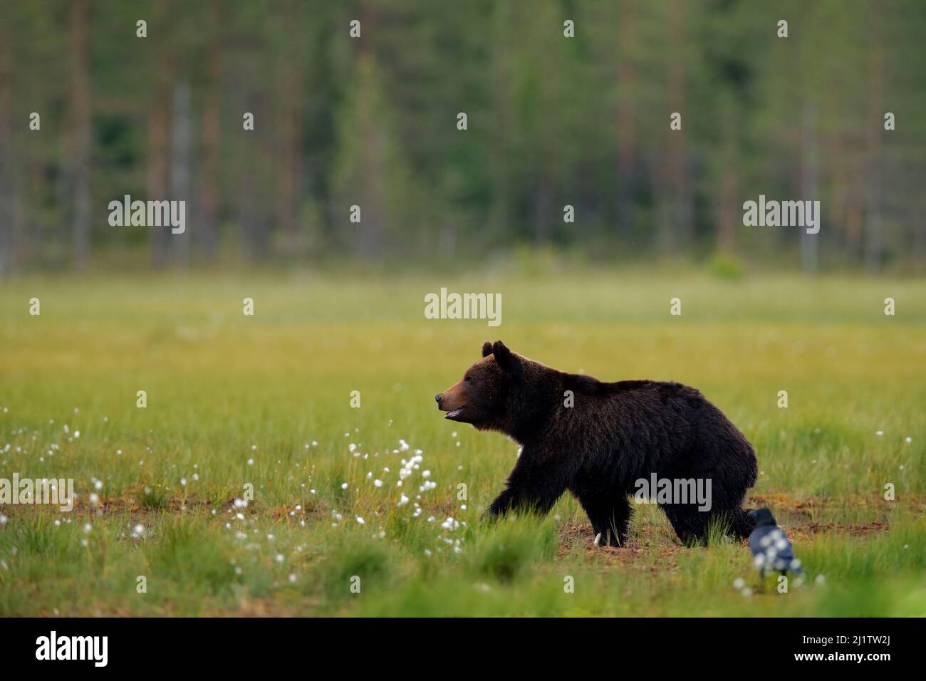Bear hidden in yellow forest. Autumn trees with bear, face portrait ...