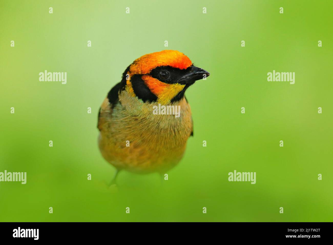 Ecuador wildlife. Flame-faced tanager, Tangara parzudakii, sitting on ...