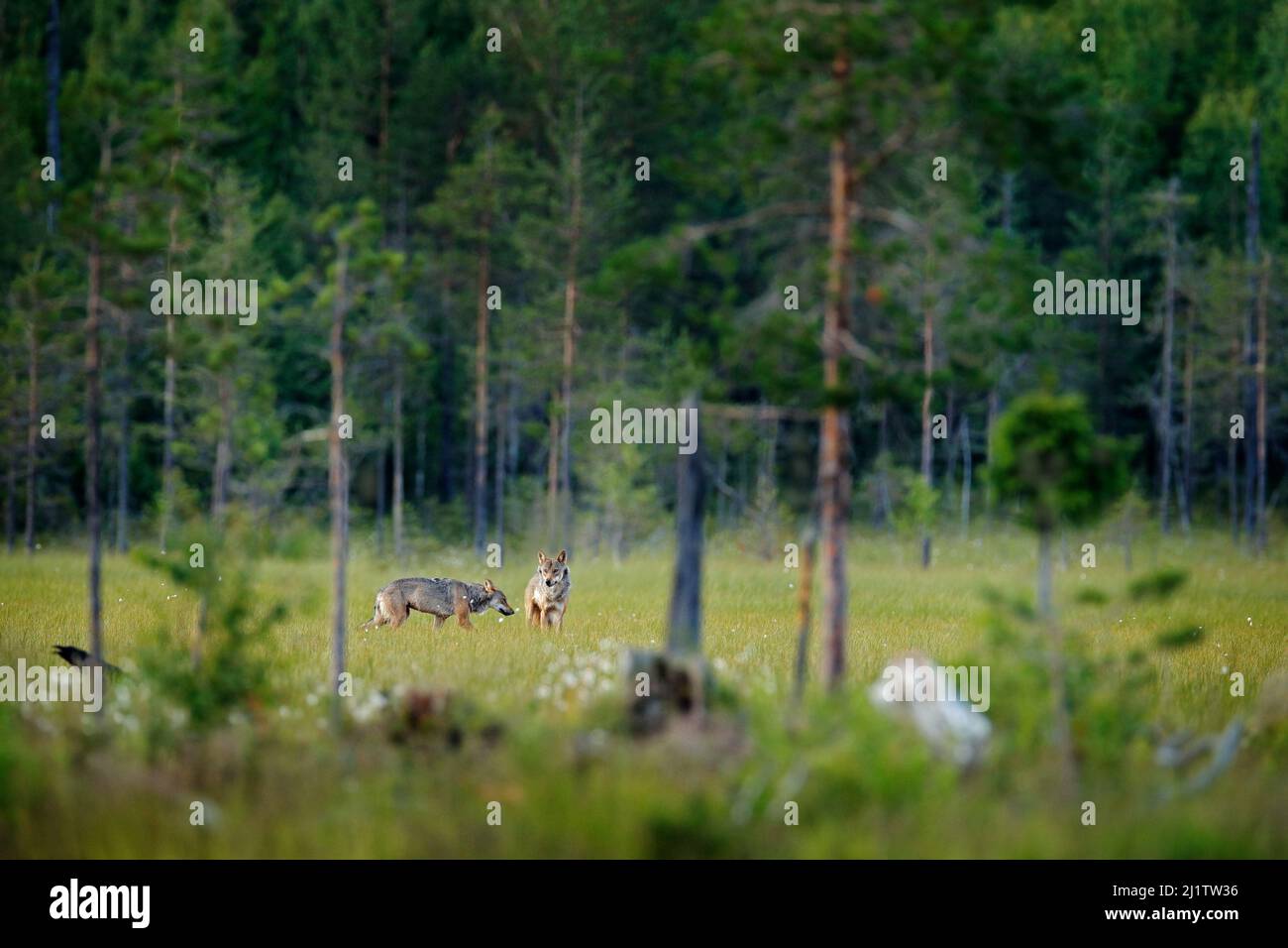Wolf from Finland. Gray wolf, Canis lupus, in the spring light, in the ...