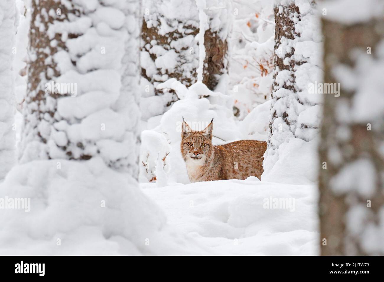 Lynx in cold condition hi-res stock photography and images - Alamy