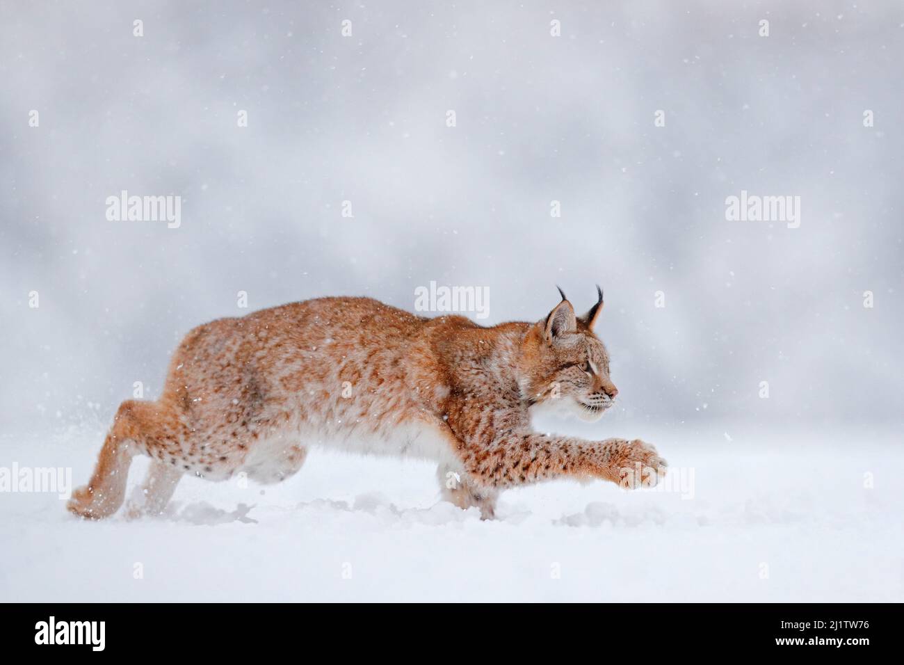 Lynx in cold condition hi-res stock photography and images - Alamy