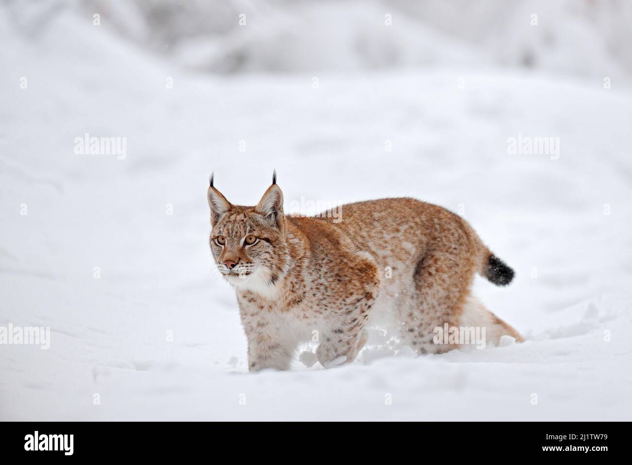Lynx, winter wildlife. Cute big cat in habitat, cold condition. Snowy ...