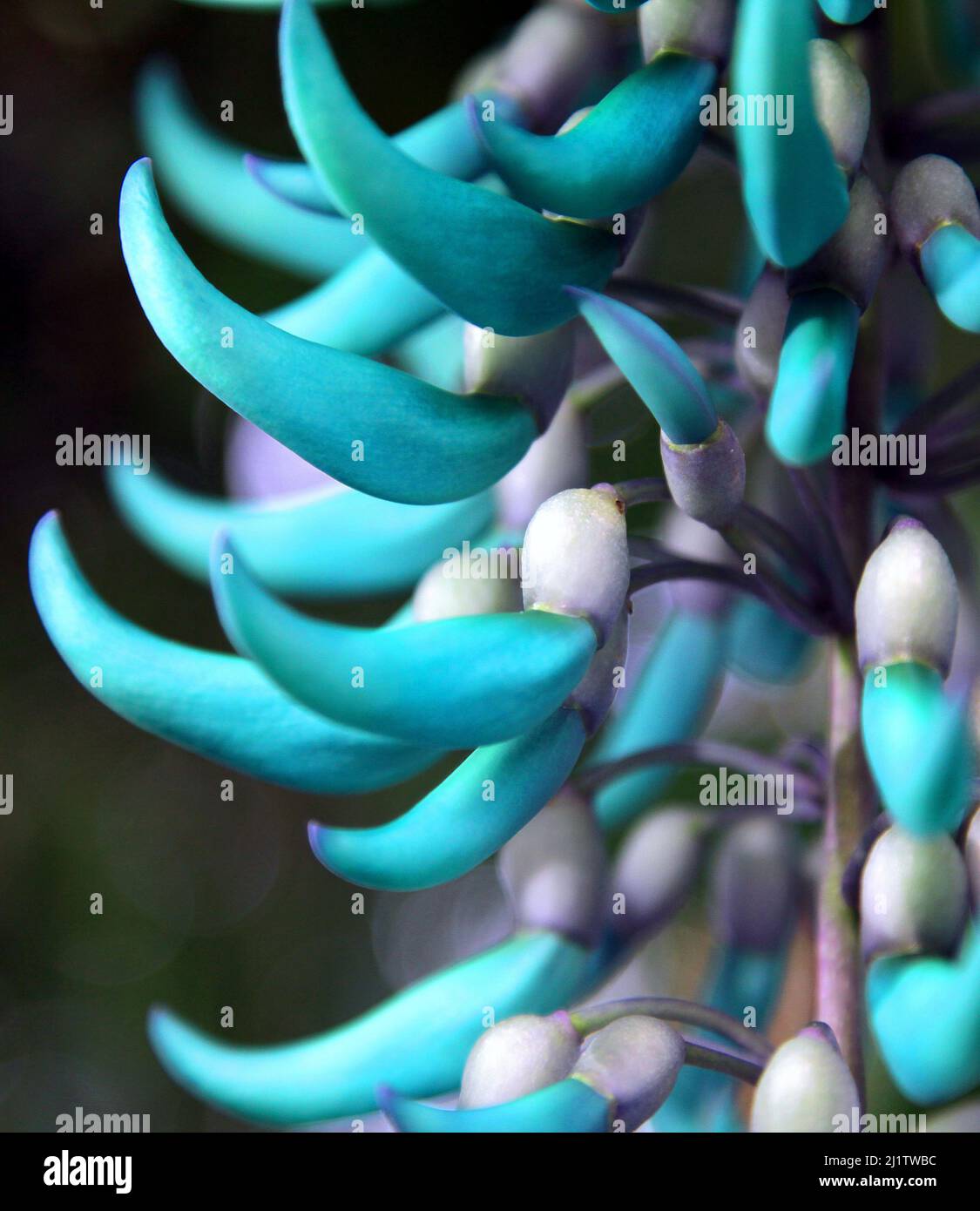Jadevine (Strongylodon macrobotrys) or Jade vine,Emerald vine ...