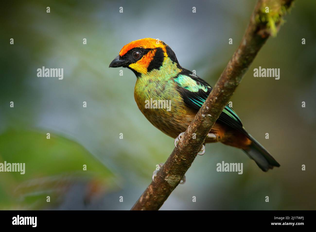 Ecuador wildlife. Flame-faced tanager, Tangara parzudakii, sitting on ...