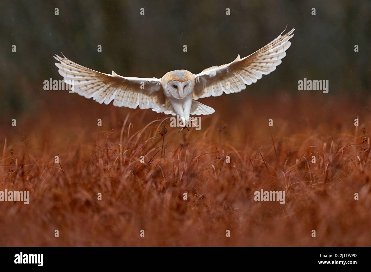 Owl fly with open wings. Barn Owl, Tyto alba, flight above red grass in ...