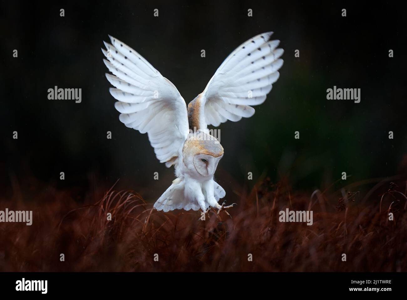 Owl fly with open wings. Barn Owl, Tyto alba, flight above red grass in ...