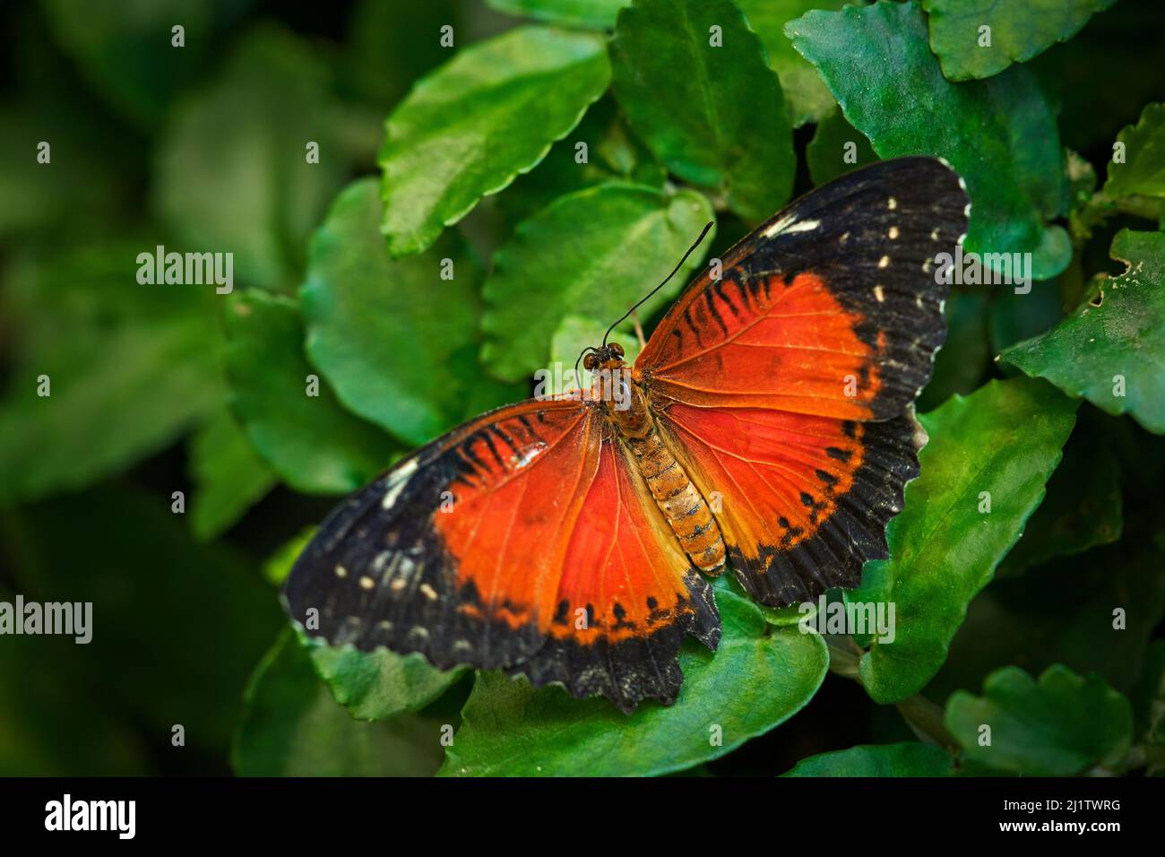 Cethosia cyane, Leopard Lacewing, tropical butterfly distributed from ...