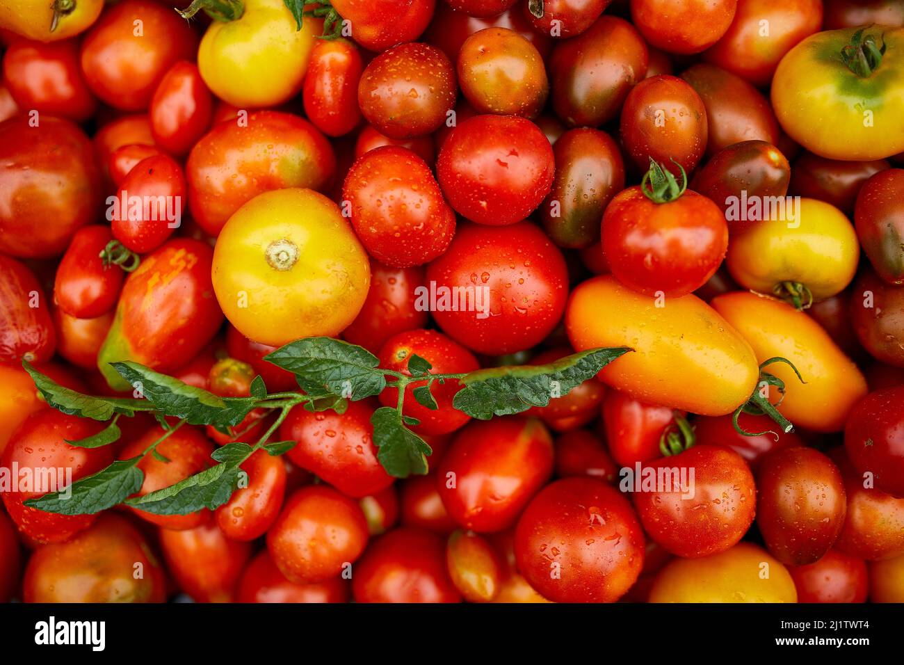 Different kinds of homegrown tomatoes, Assortment of tomatoes, local ...