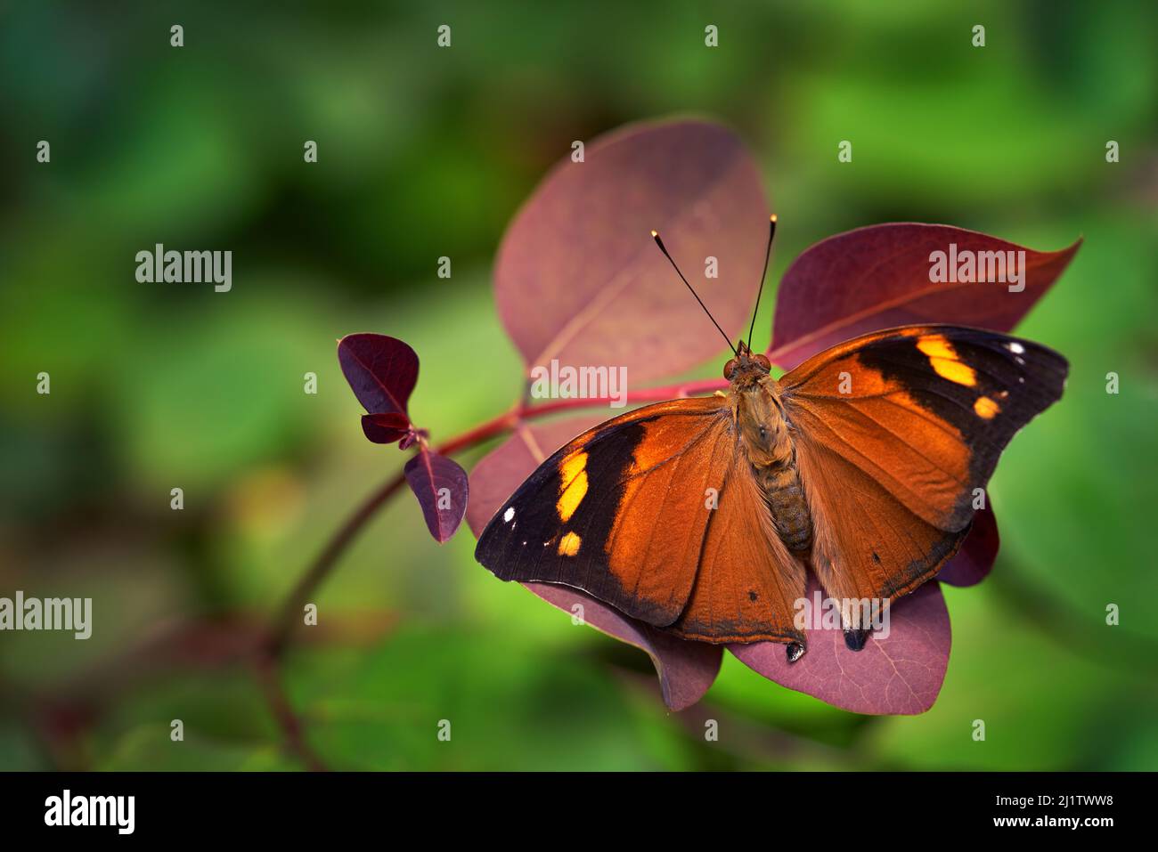 Smyrna blomfildia, Blomfild's beauty, butterfly in the family ...