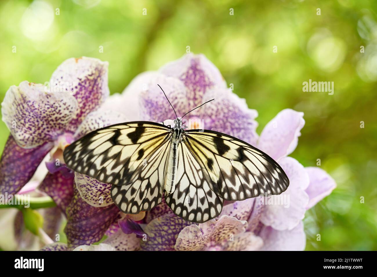 White butterfly sitting on the pink violet orchid, in the tropic forest ...