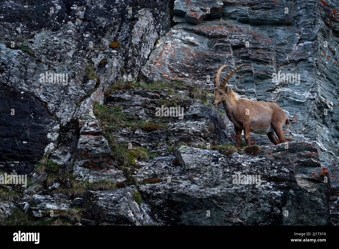 Switzerland wildlife. Ibex, Capra ibex, horned alpine animal with rocks ...