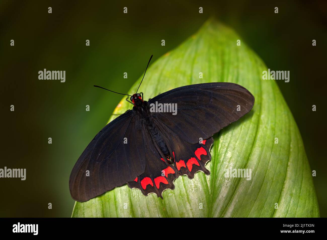 Parides erithalion, variable cattleheart, is a North and South America ...