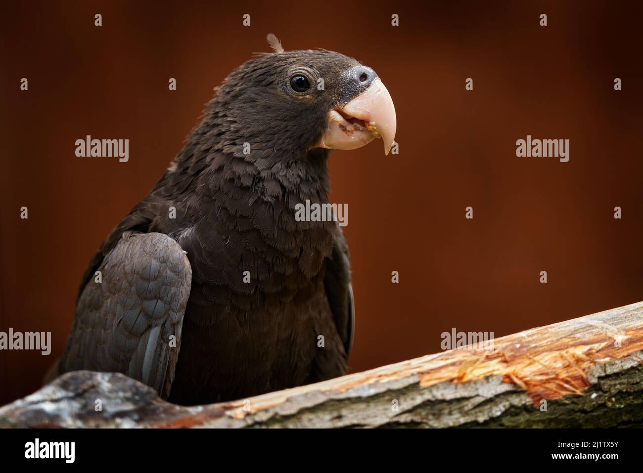 Vasa with big bill. Greater vasa parrot, coracopsis vasa, grey bird ...