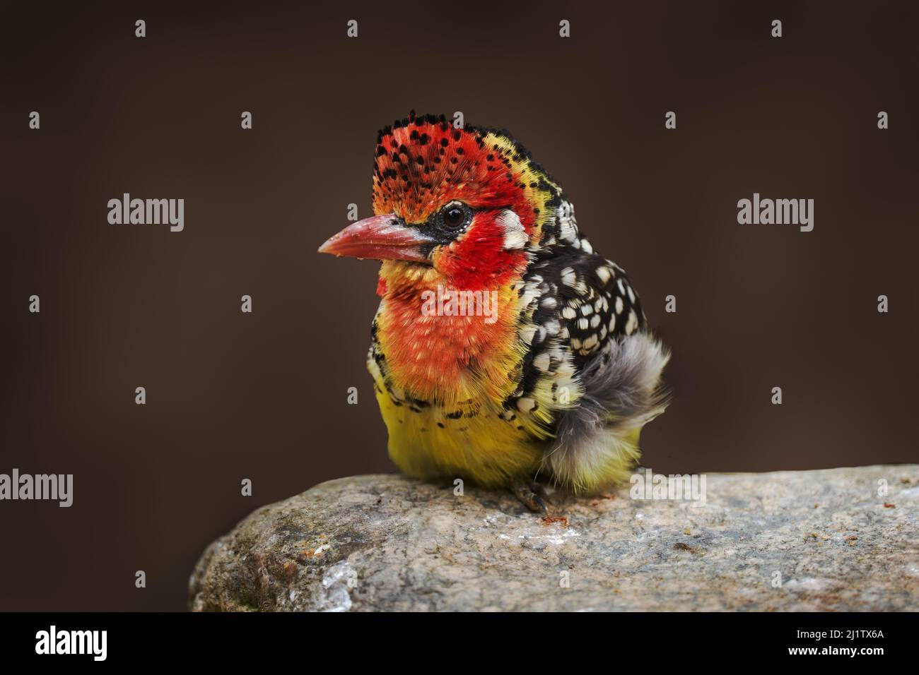 Red-and-yellow barbet, Trachyphonus erythrocephalus, yellow red bird ...