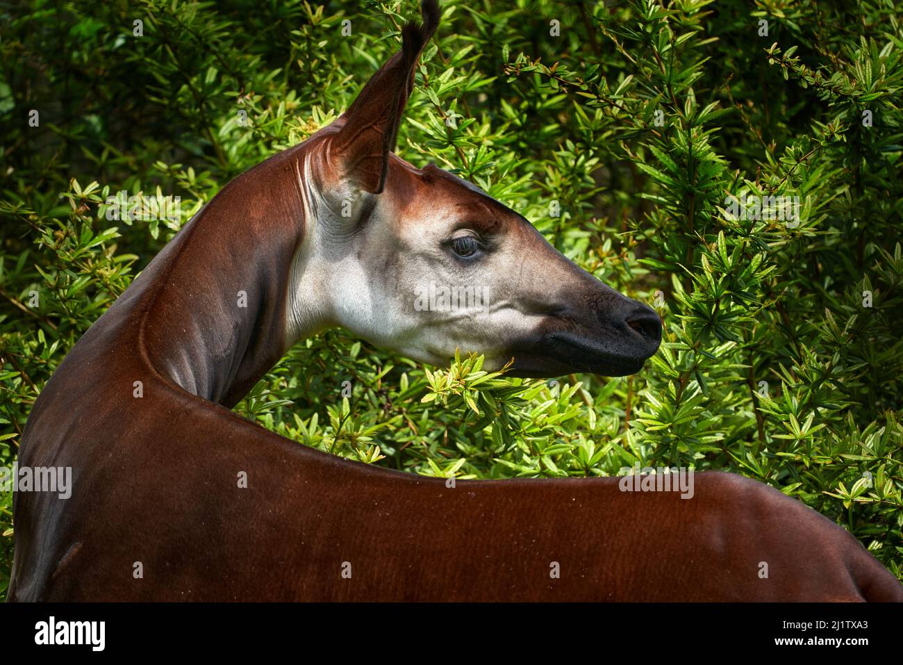 Okapi, Okapia johnstoni, brown rare forest giraffe, in the dark green ...
