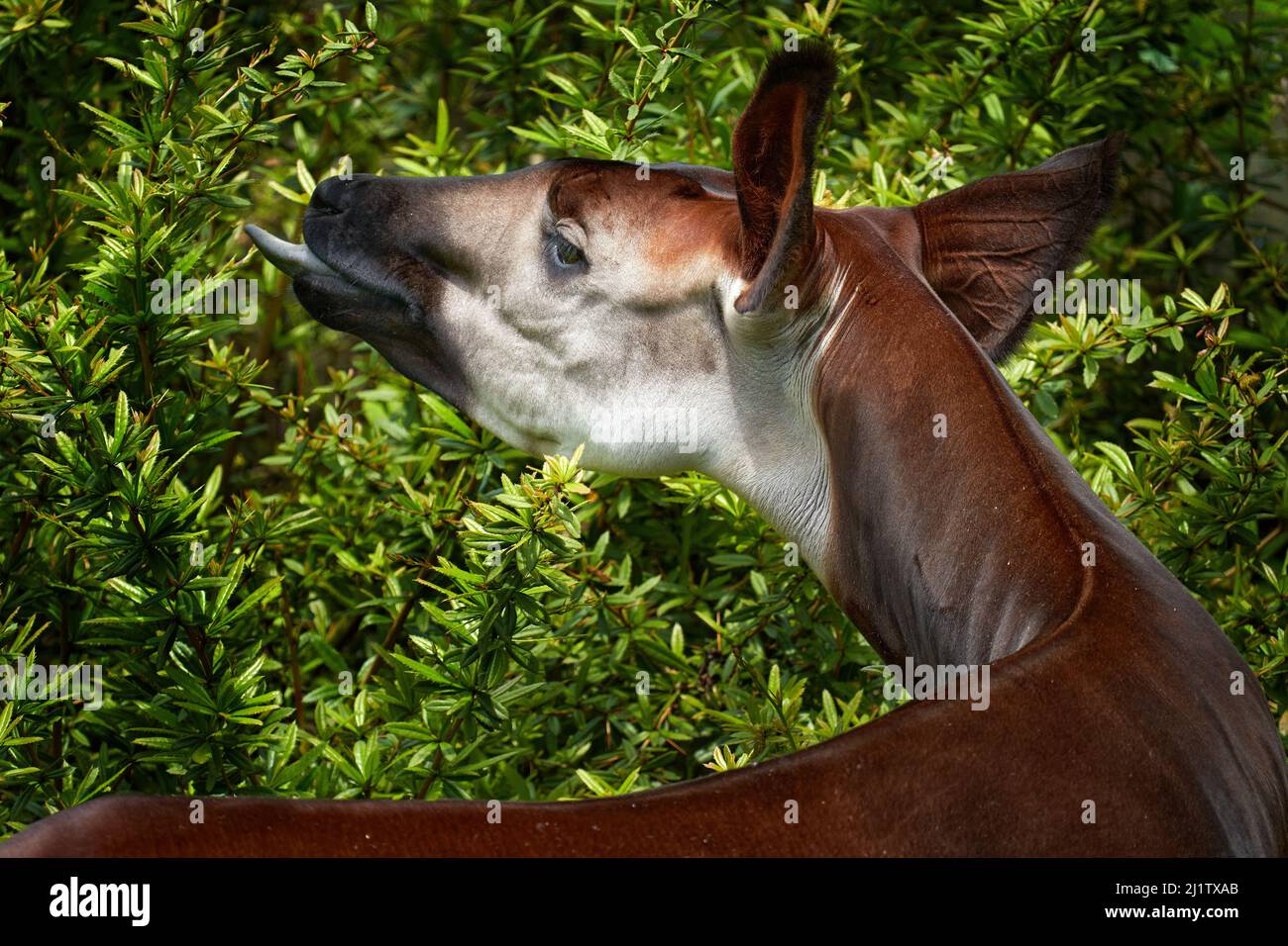 Okapi, Okapia johnstoni, brown rare forest giraffe, in the dark green ...