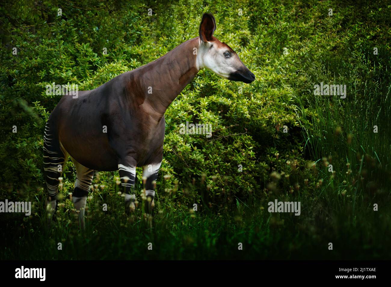 Okapi, Okapia johnstoni, brown rare forest giraffe, in the dark green ...