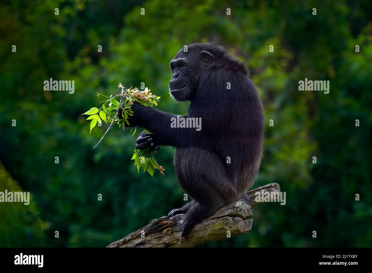 Chimpanzee, Pan troglodytes, feeding leaves on the tree trunk in the ...