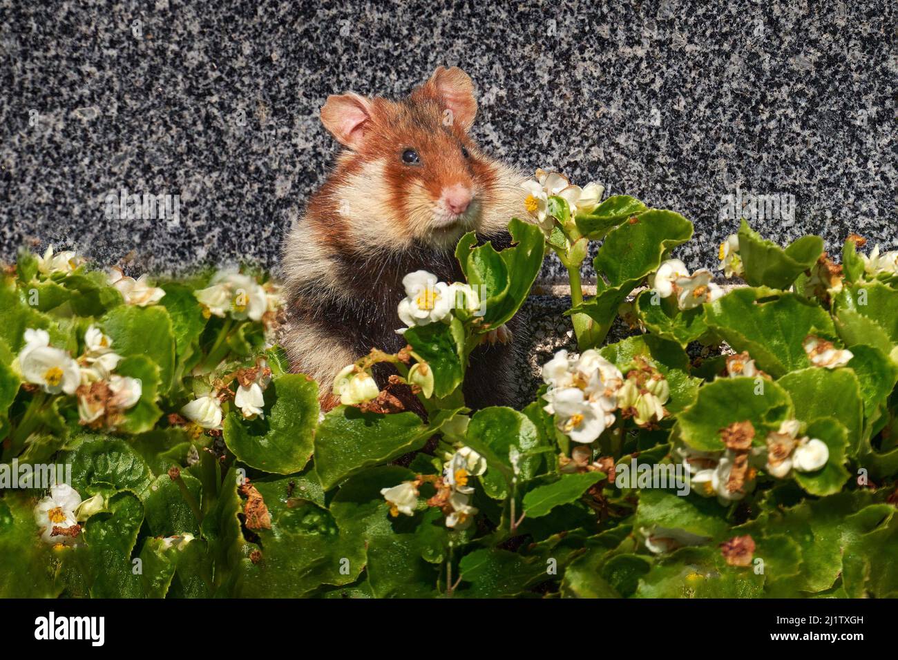 Black bellied hamster vienna hi-res stock photography and images - Alamy