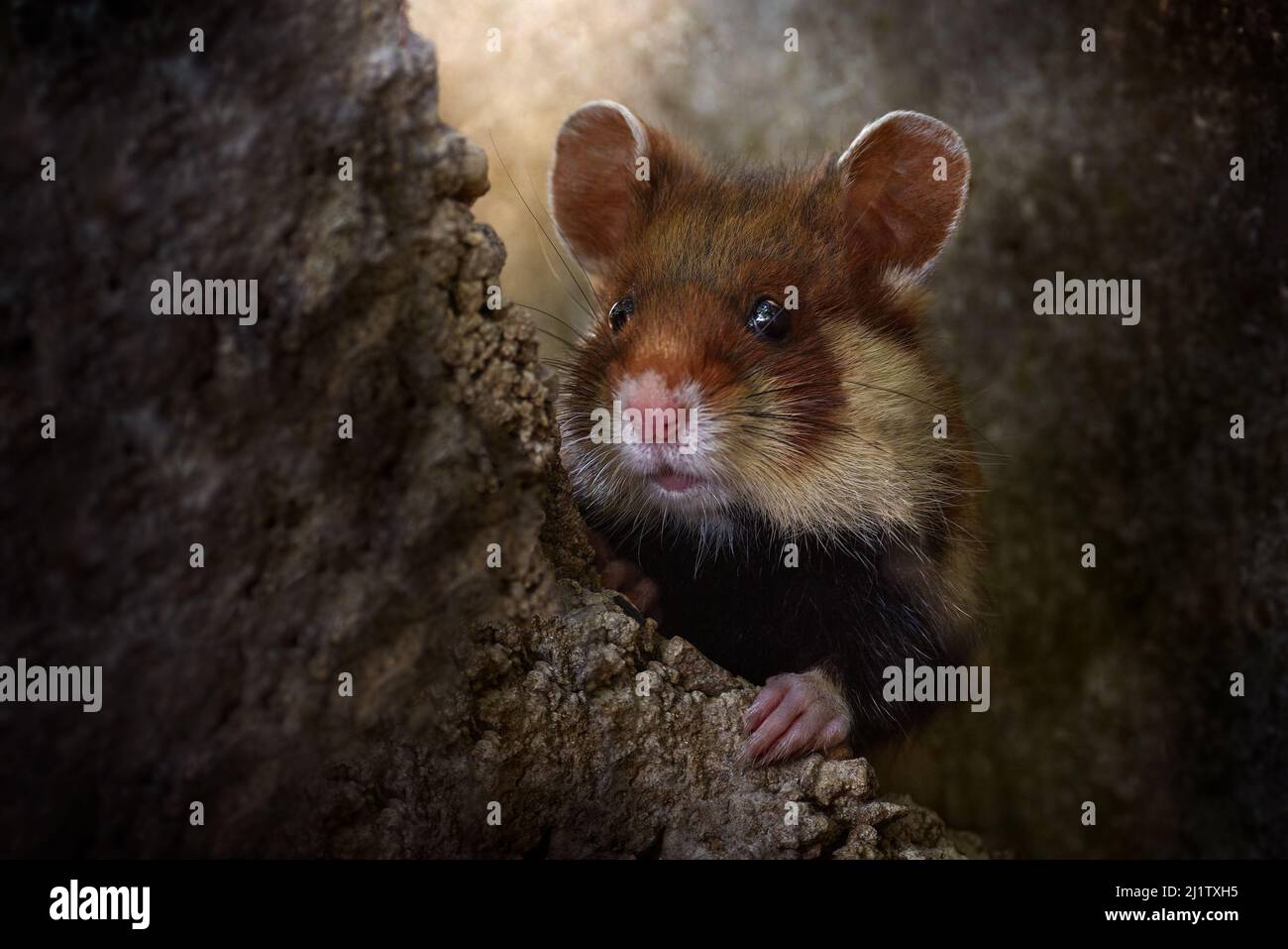 Black bellied hamster vienna hi-res stock photography and images - Alamy