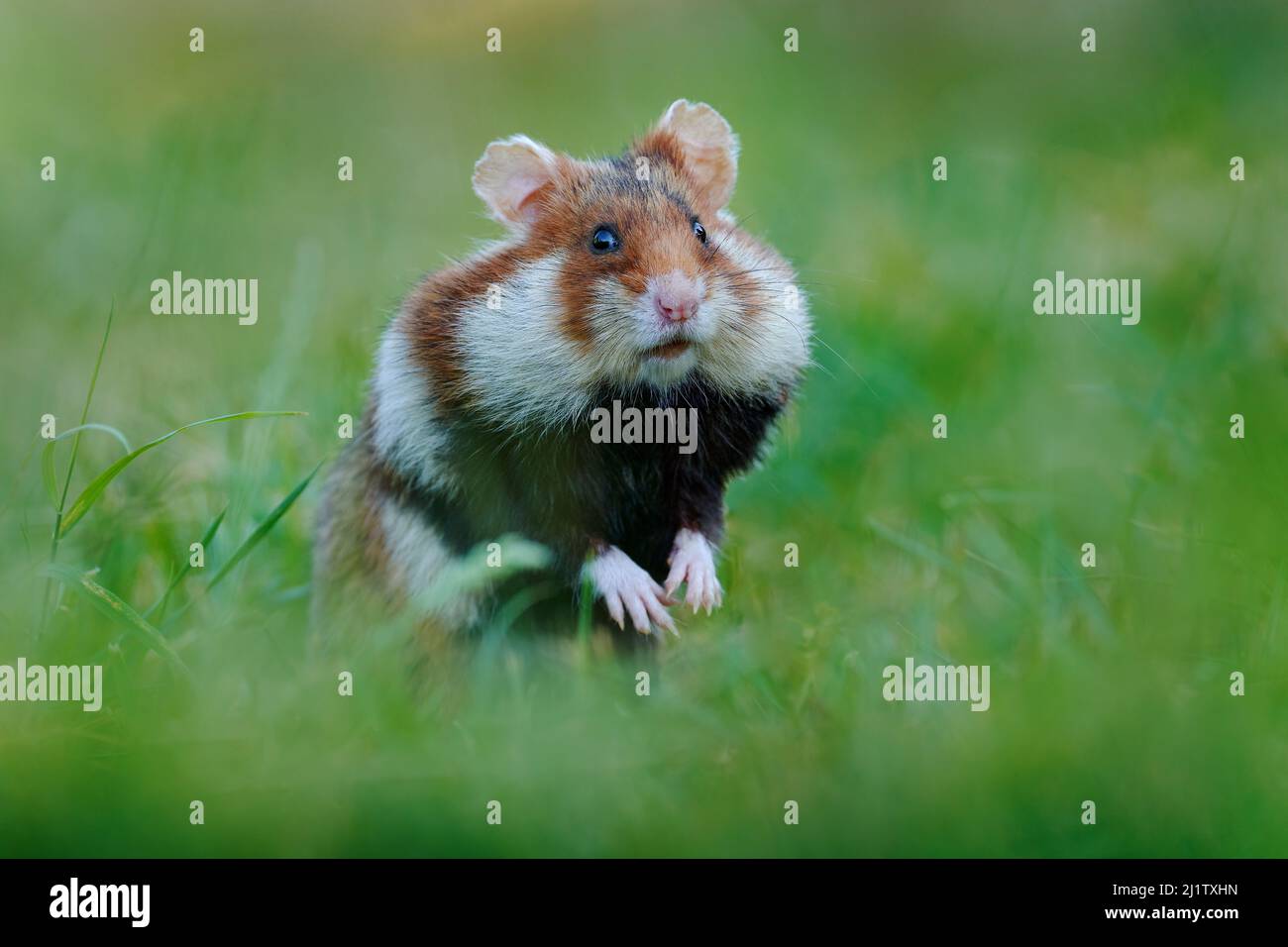 Black bellied hamster vienna hi-res stock photography and images - Alamy